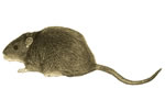 NORWAY RAT