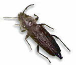 OLD HOUSE BORERS