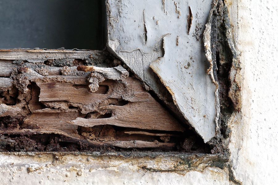 Tips for Inspecting for Termites